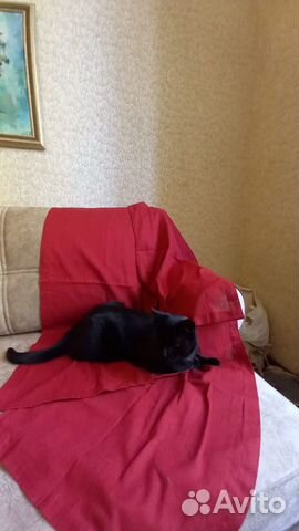 Ласковая Пантера