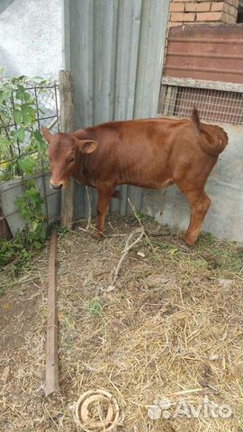 Телочка 4 месяца