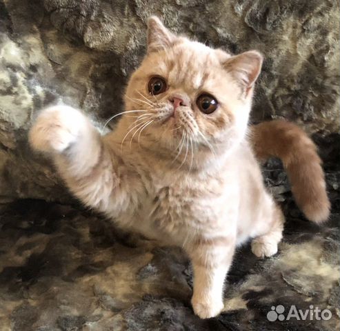 Экзотическая кошечка-вечный котенок)