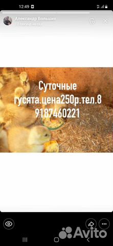 Продаются гусята Линда белые и серые
