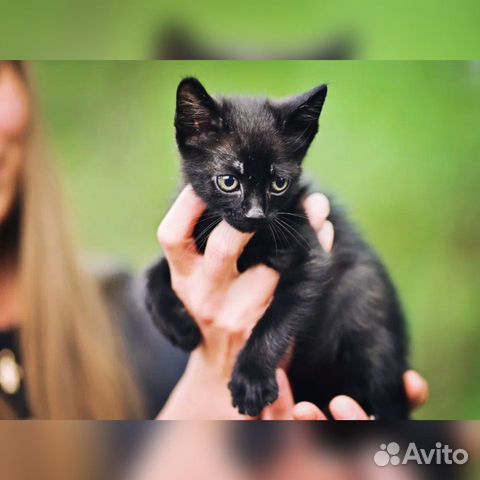 Котенок в добрые руки