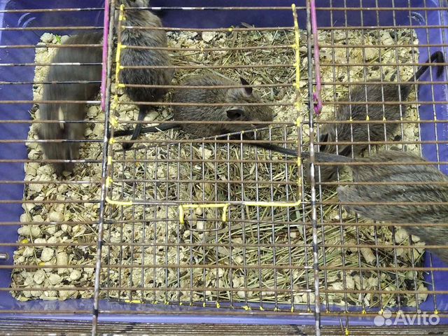 Чилийская белка дегу