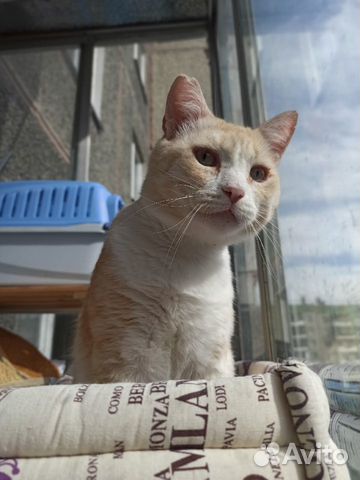 Кот Бублик