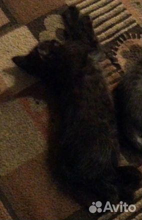 Котик в добрые руки бесплатно