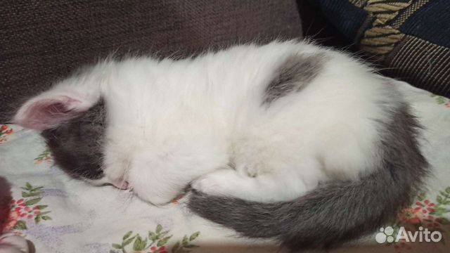 Котенок в добрые руки