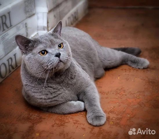 Марс-порода, достоинство и раненая душа