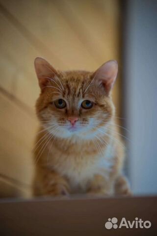 Молодой рыжий котик