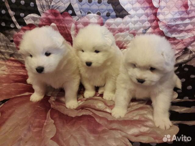 Самоедская лайка, щенки