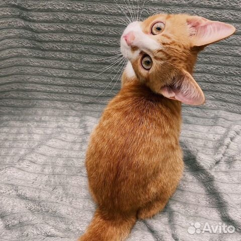 Котенок рыжий Янтарик ищет дом
