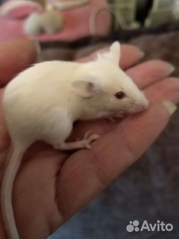 Бесплатно две мыши