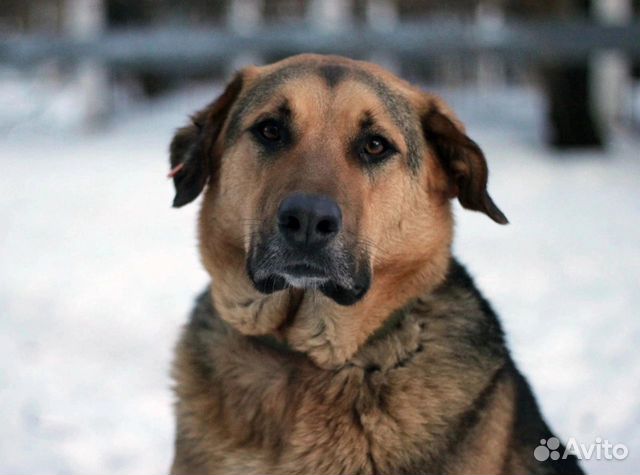 Собака