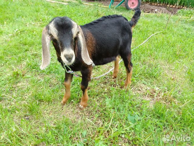 Козлята нубийцы