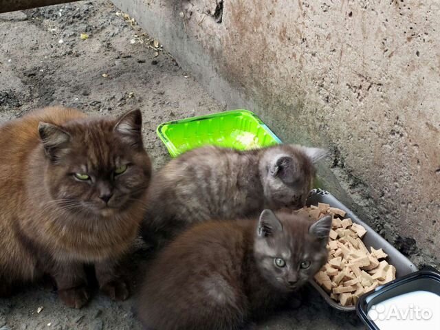 Котята бесплатно