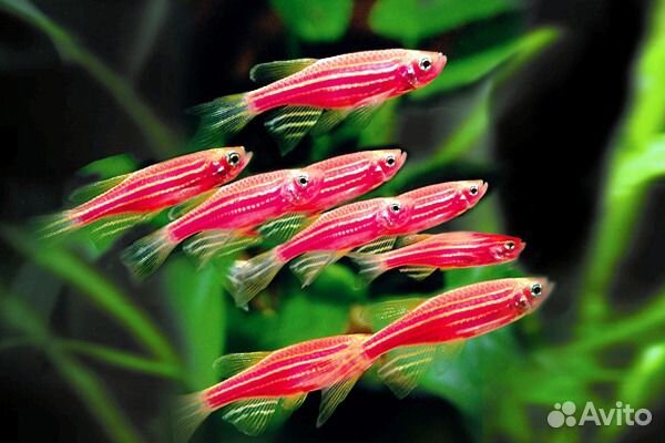 Рыбки данио