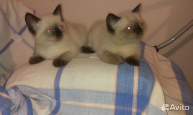 Котята сиамские