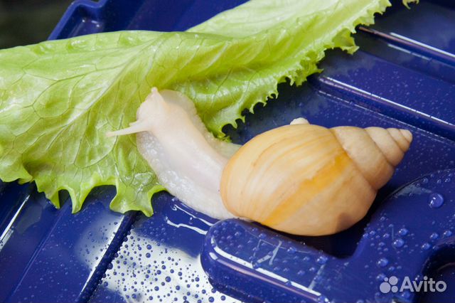 Янтарные улитки(ахатины),белый нефрит,косметически