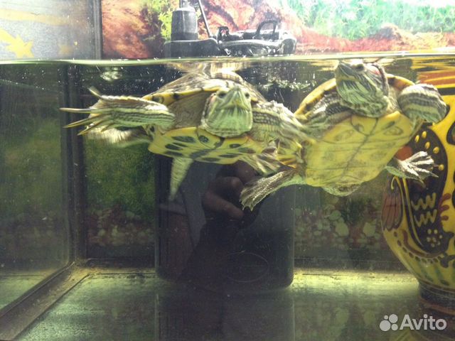 2 красноухие черепахи (аквариум, тумба,лампа, филь