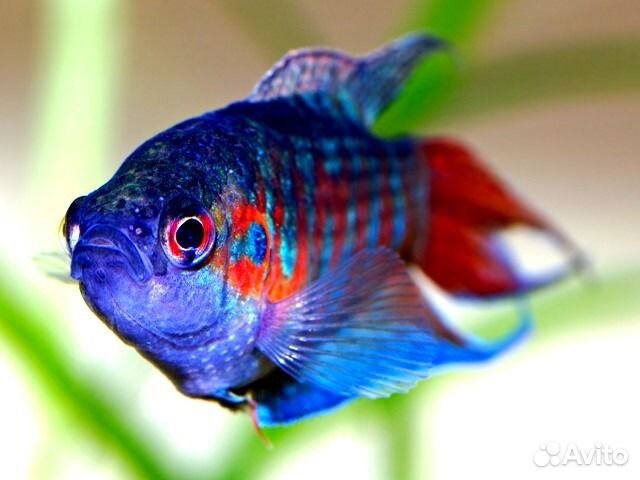 Рыбки макропод райская рыбка