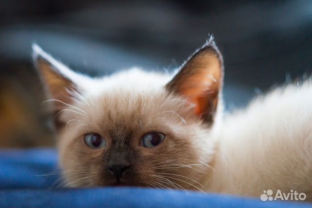 Котята меконгского бобтейла