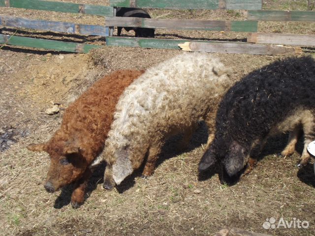 Венгерская мангалица. Супоросная. Чистокровная