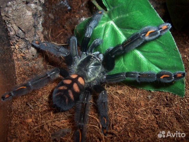 Паук птицеед Psalmopoeus irminia