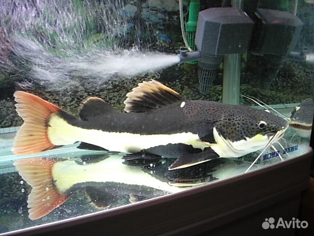 Сом краснохвостый (белобокий)