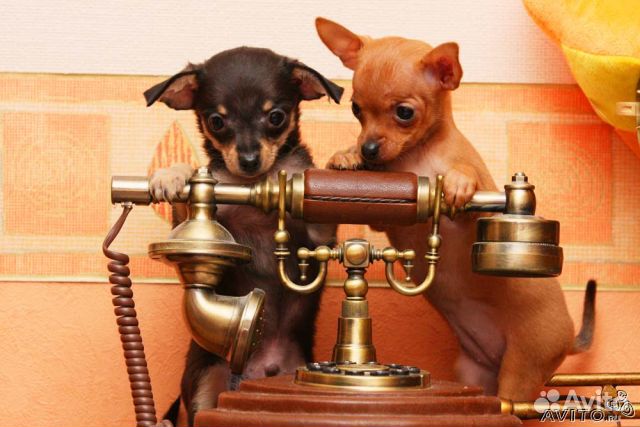 Той-террьеры щенки Помёт литера "С окрасы на выбор