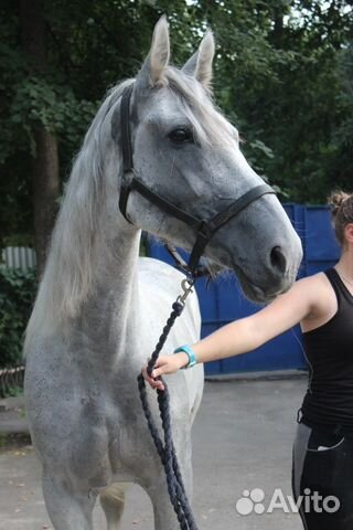 Орловская рысистая кобыла