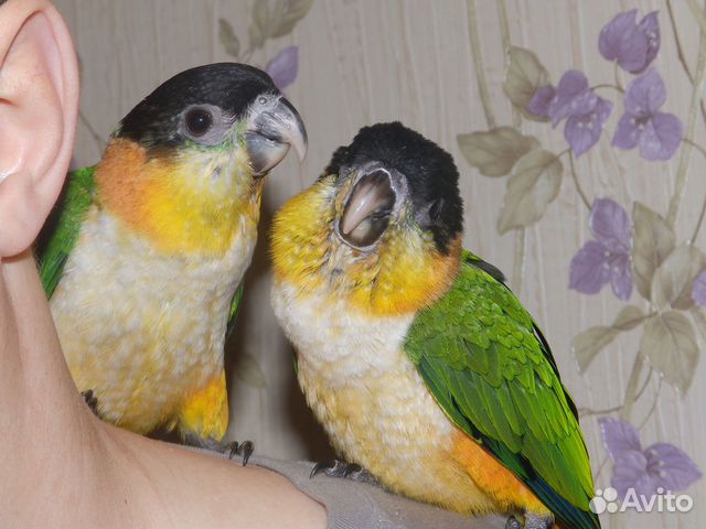 Каик черноголовый, птенцы