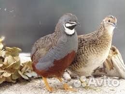 Китайские расписные перепела от сут. до несущихся