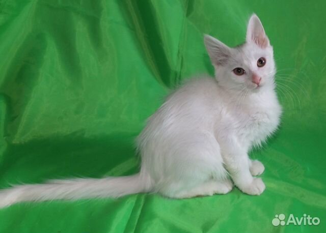 Элитные котята Турецкой ангоры