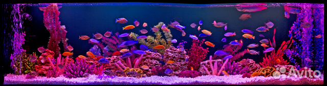 Обслуживание (чистка) аквариума