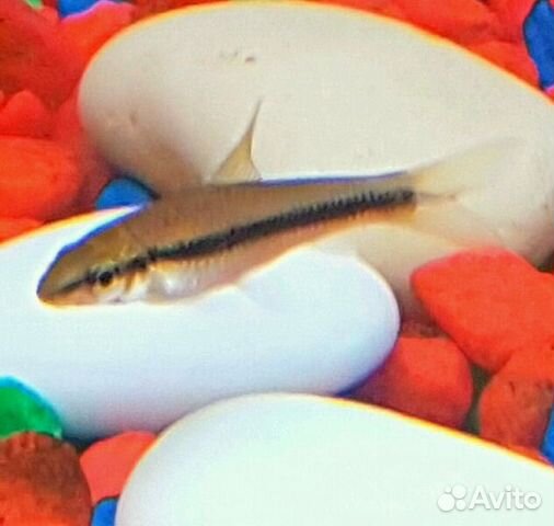 Аквариумная рыбка -Водорослеед сиамские. Пока нет