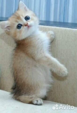 Котята шиншиллы золотые