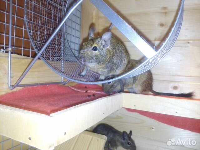 Детки Дегу (чилийская белка)