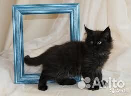 Черный принц