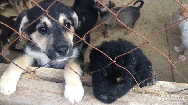 Где ты, хозяин Щенки тебя ждут