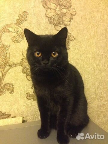 Вязка котята 1500