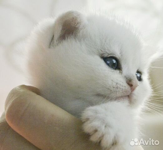 Шиншилла киса Плюша прекрасно выращена