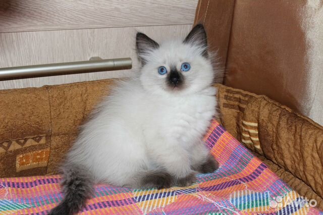 Невские маскарадные котята