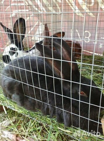 Немецкий пестрый великан 5 мес