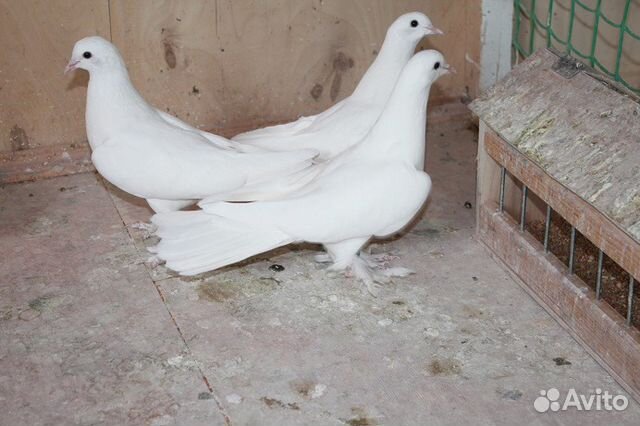 Голубки бакинские широкохвостые