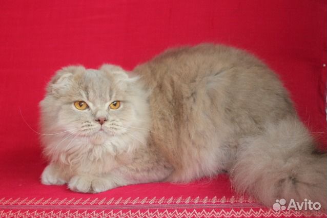 Взрослые кот и кошка