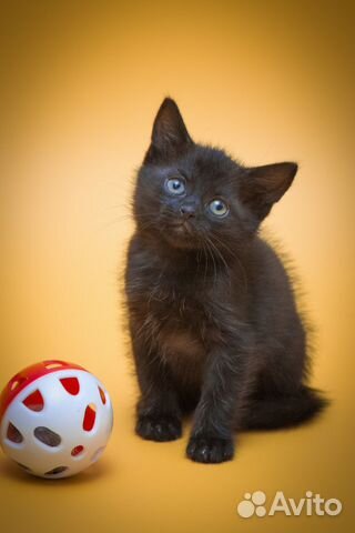 Черно-шоколадные котята (мальчик)