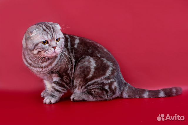 Вязка. Шотландский вислоухий домашний кот