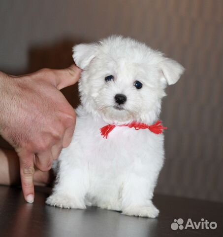 Мальтезе, лучшие друзья, ласковые и преданные