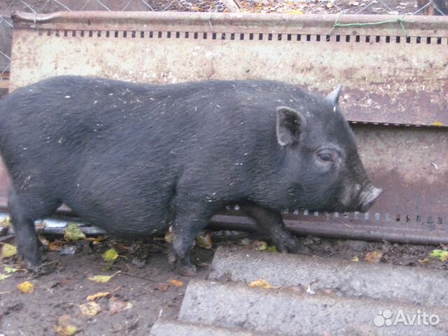 Азиатская вислобрюхая травоядная свинья поросята