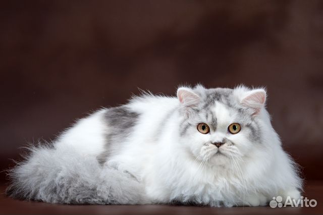 Котик чемпион, продажа