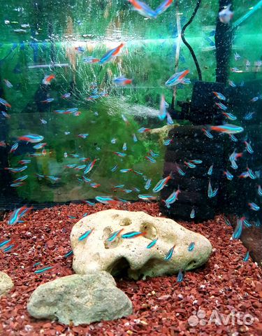 Аквариумная рыбка -голубой неон