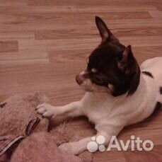 Мальчик Чихуа приглашает на вязку